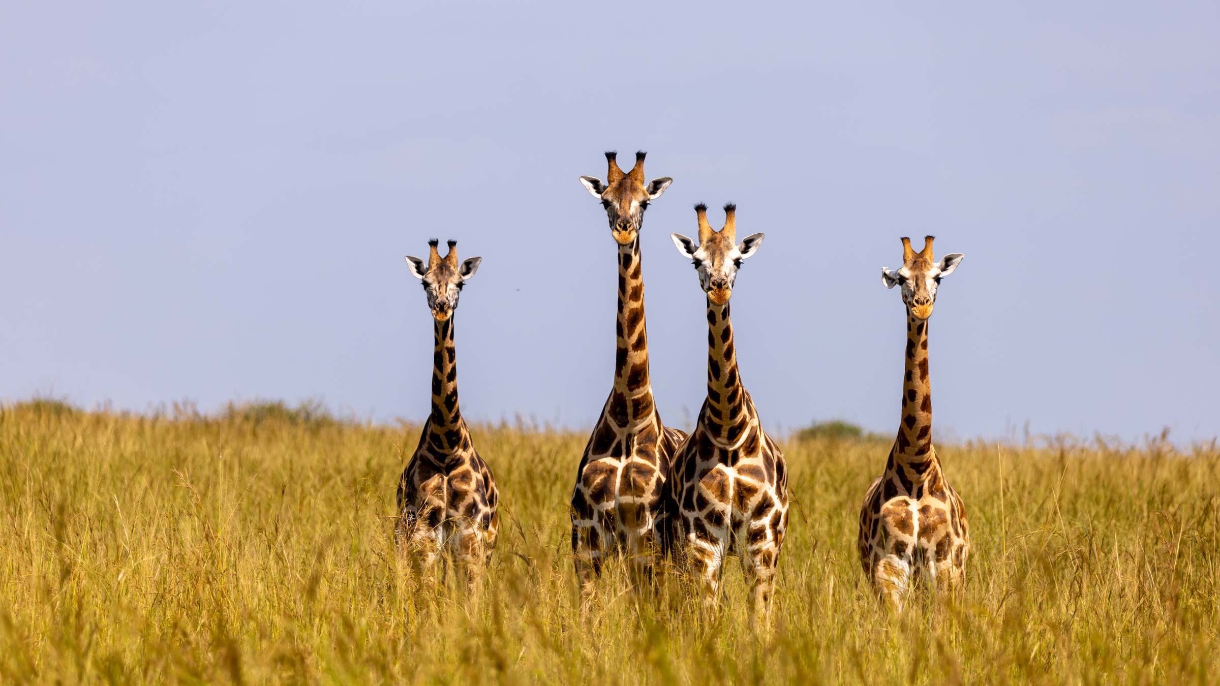 Faszinierende Tierwelt Afrikas • DIE LUXUS REISEPROFIS